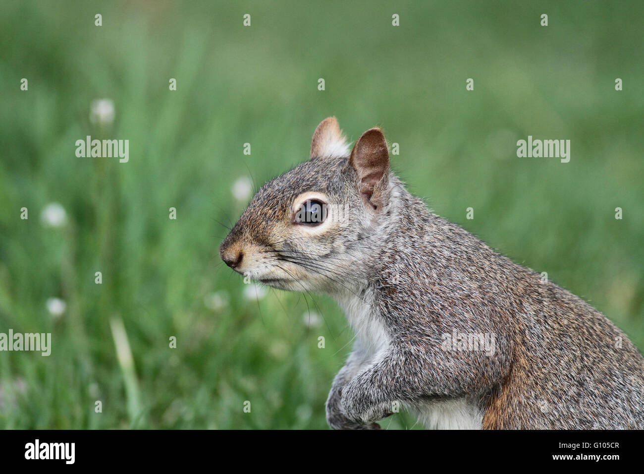Suburb wildlife hi-res stock photography and images - Alamy