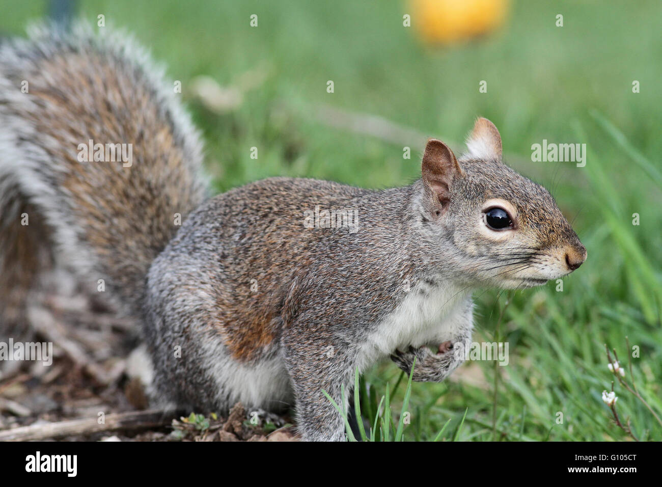 Suburb wildlife hi-res stock photography and images - Alamy