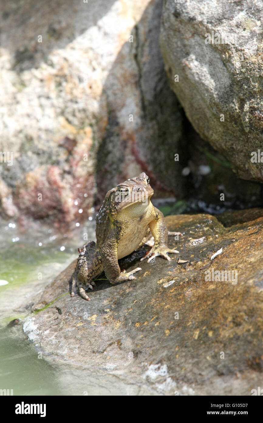 American toad at backyard pond Stock Photo - Alamy
