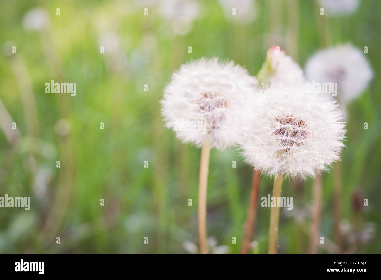 Light up dandelions hi-res stock photography and images - Alamy