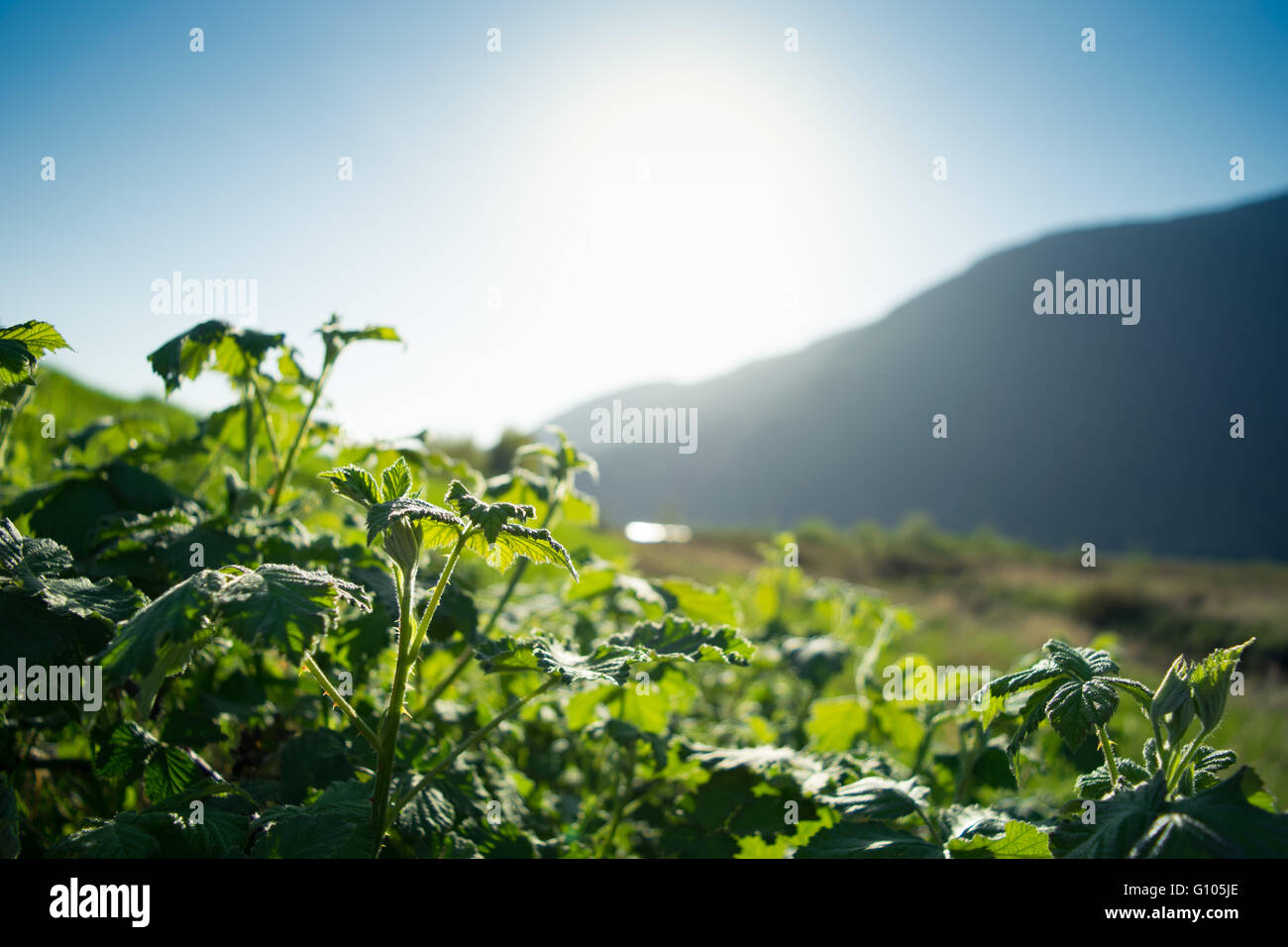 Berry Bushes in the Sun with Mountains in the Background Stock Photo ...