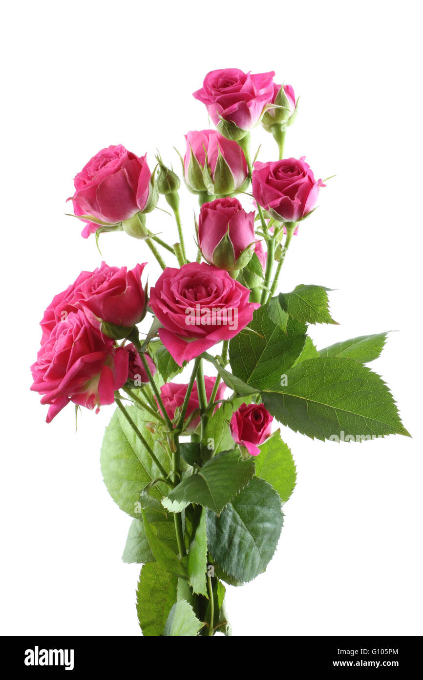 Bouquet of small pink roses isolated on white background Stock Photo ...