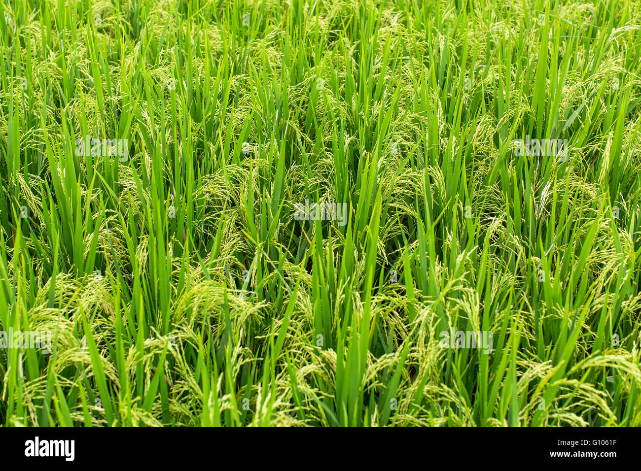 Rice field on the green grass background Stock Photo - Alamy