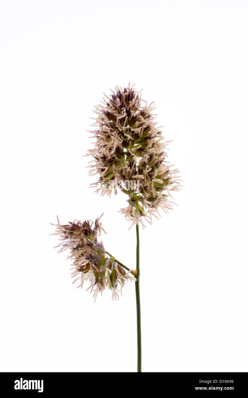 A brown flower on a white background Stock Photo - Alamy