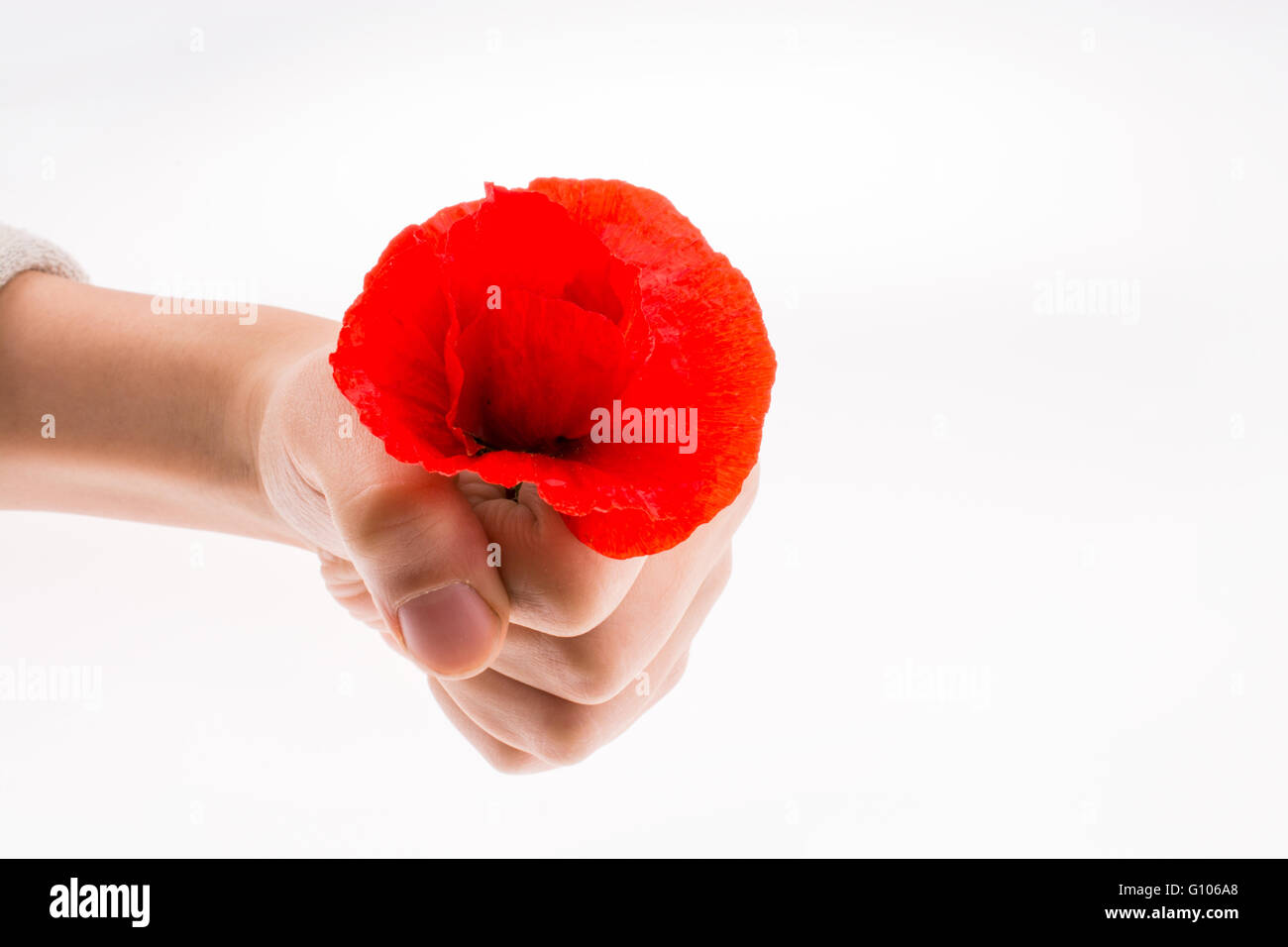 Hand holding a Red Poppy on a white background Stock Photo - Alamy