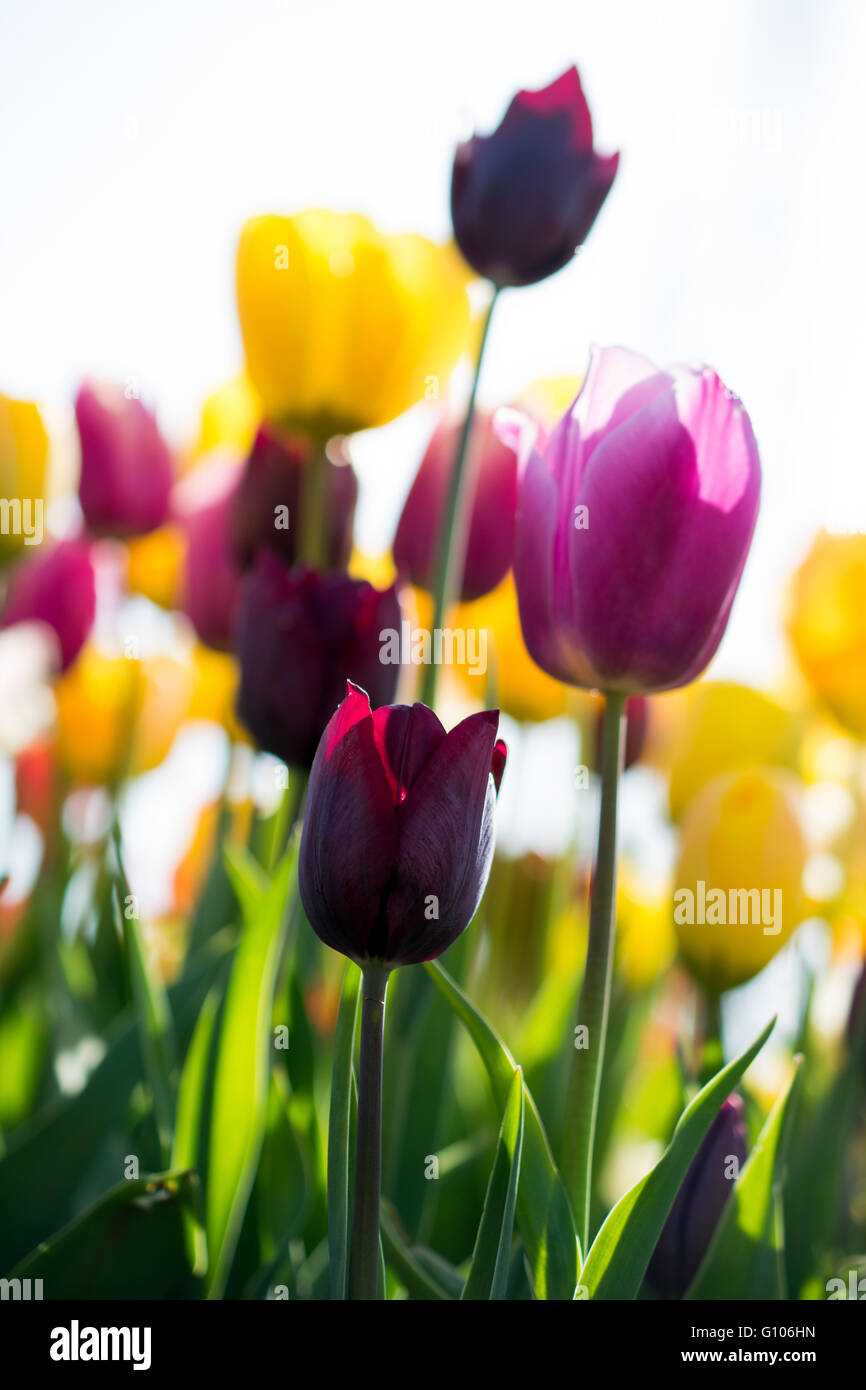 tulips of various colors in nature in spring time Stock Photo - Alamy