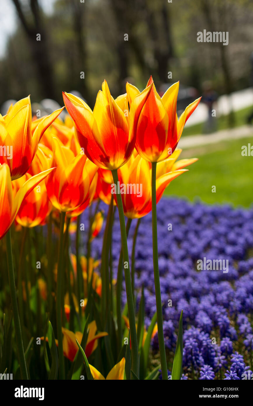 Fresh tulips of orange color in nature in spring time Stock Photo - Alamy