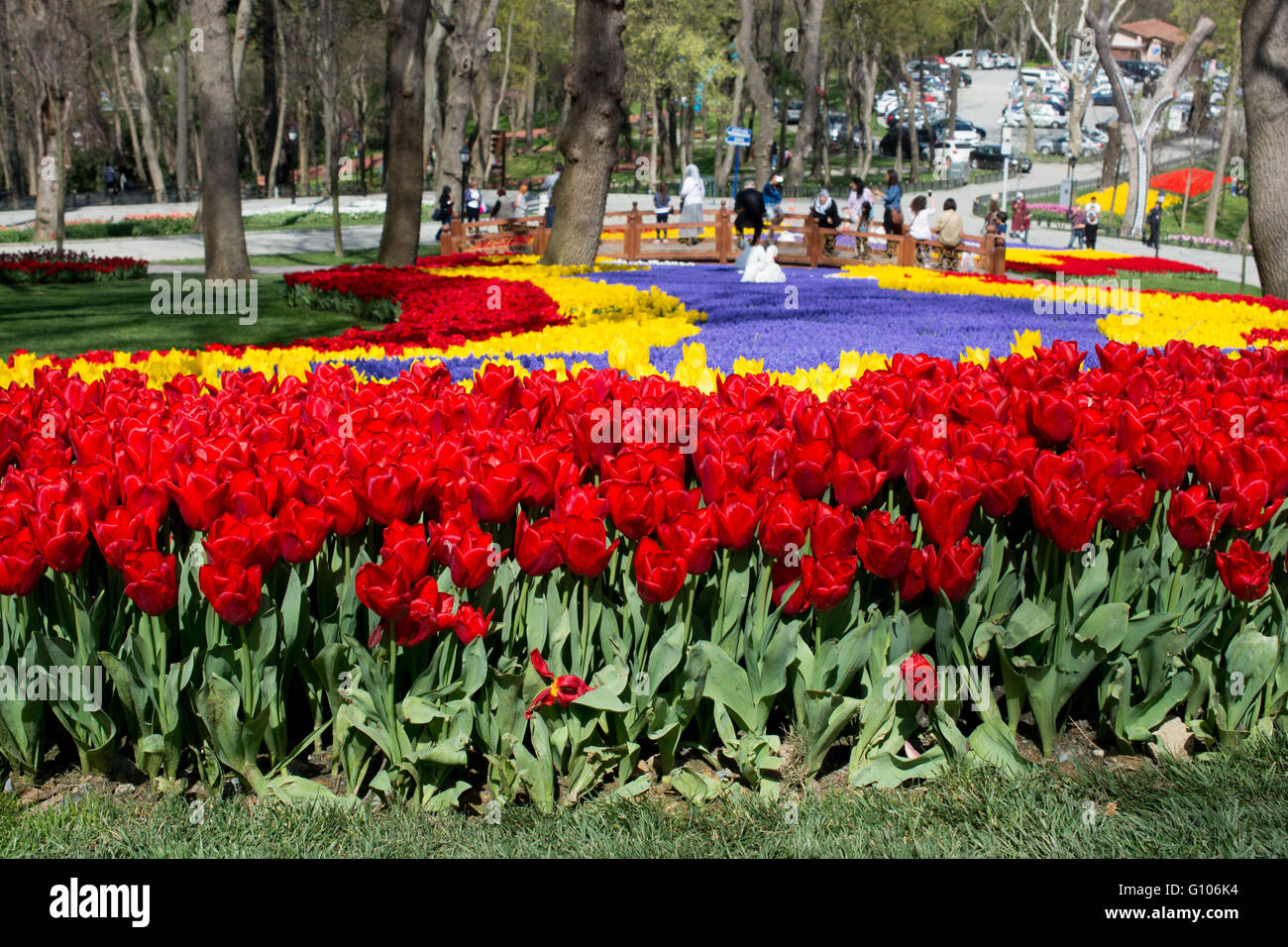 tulips of various colors in nature in spring time Stock Photo - Alamy