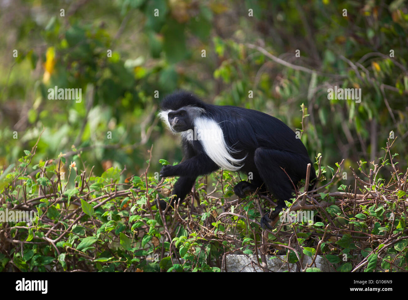 Black hair monkey hi-res stock photography and images - Alamy