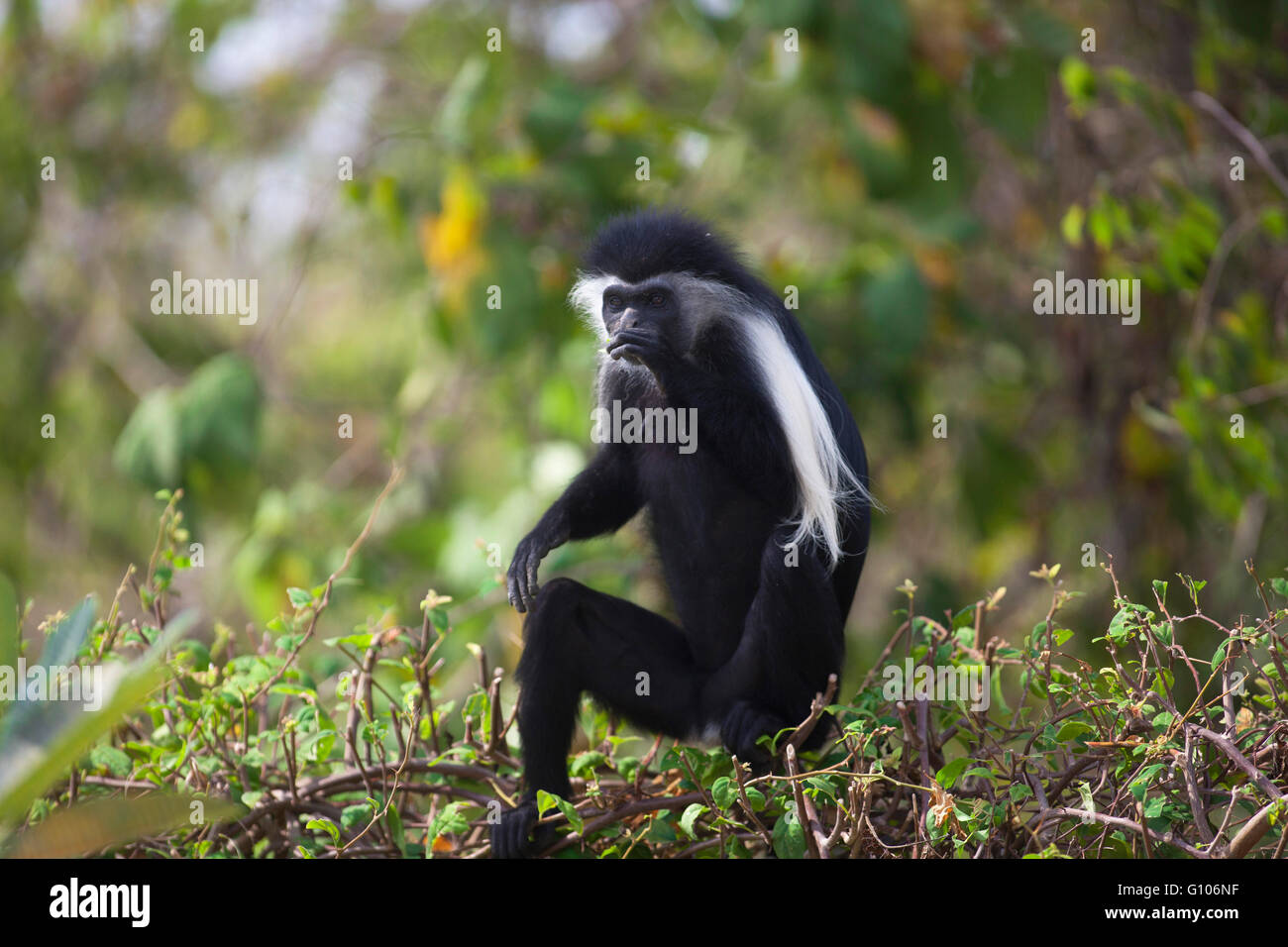 Scared monkey hi-res stock photography and images - Alamy