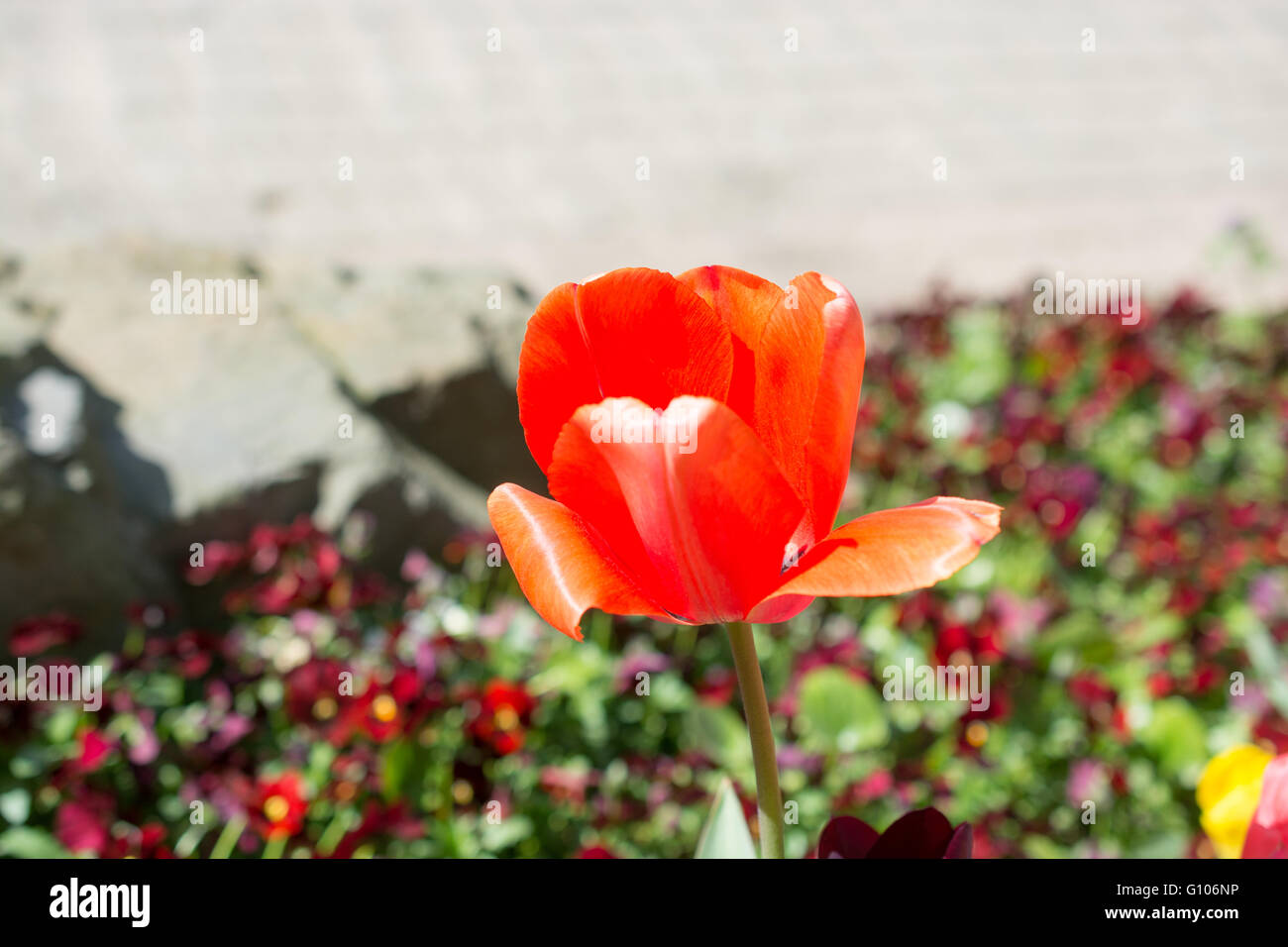 Fresh tulip of red color in nature in spring time Stock Photo - Alamy