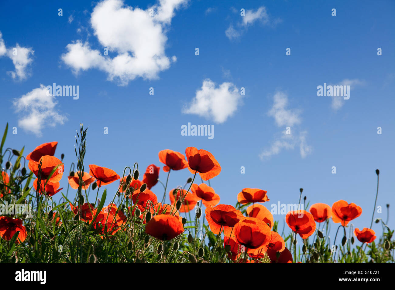 Spring landscape with poppy hi-res stock photography and images - Alamy