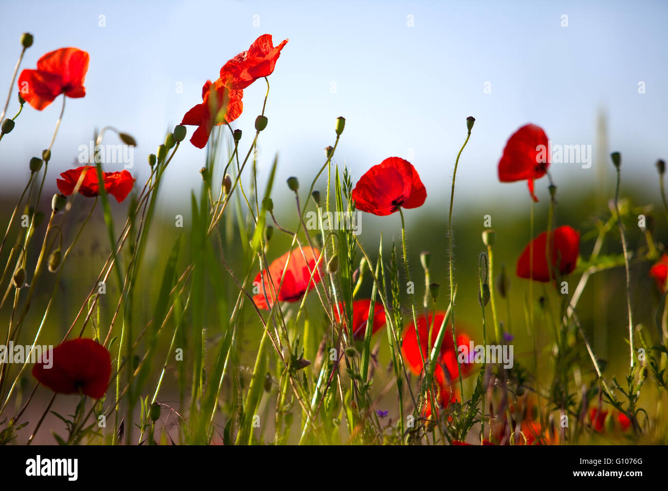 Sunny meadow flower hi-res stock photography and images - Alamy