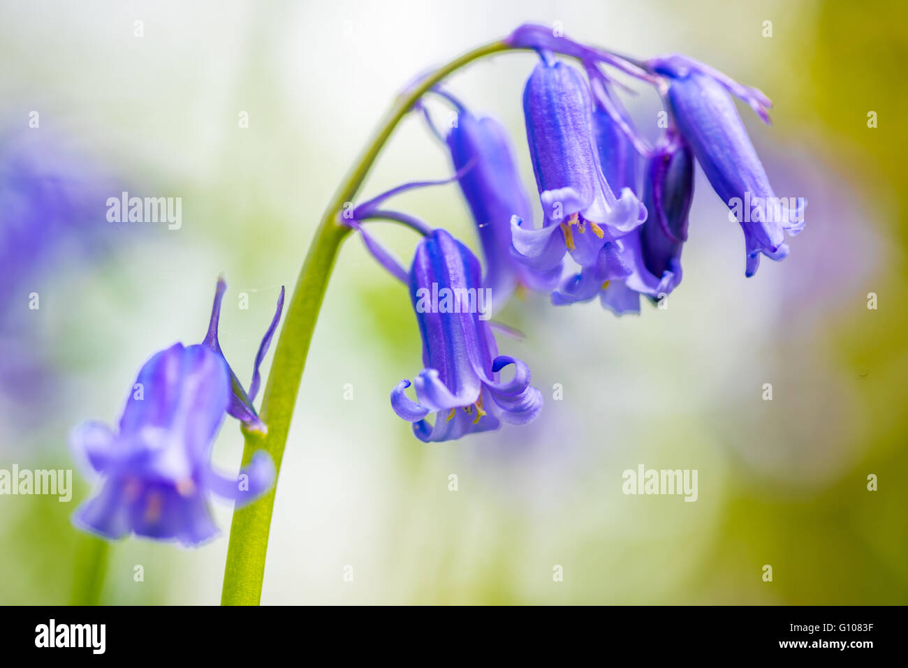Bluebells in the spring sunshine Stock Photo - Alamy