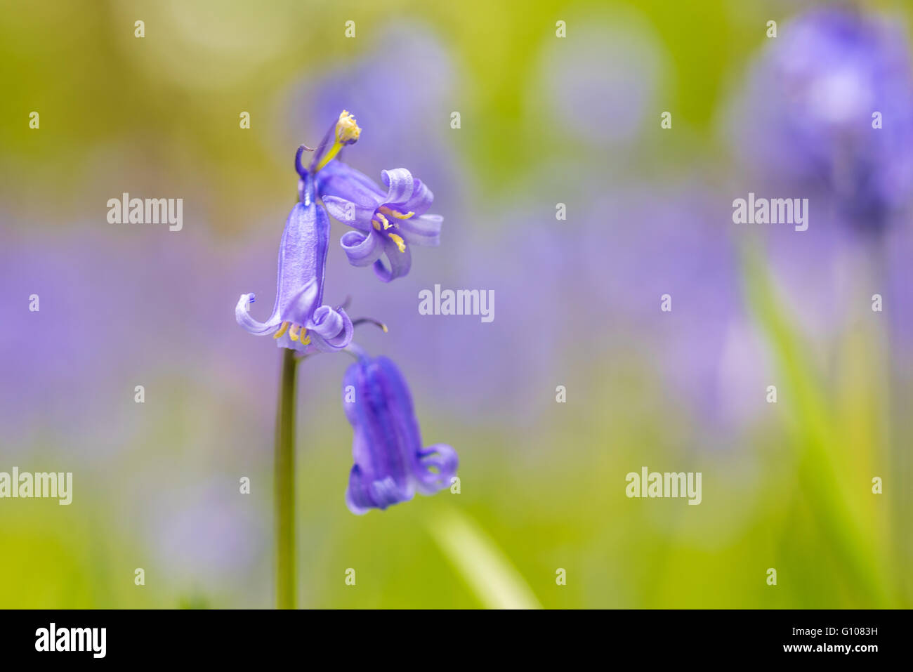 Bluebells in the spring sunshine Stock Photo - Alamy
