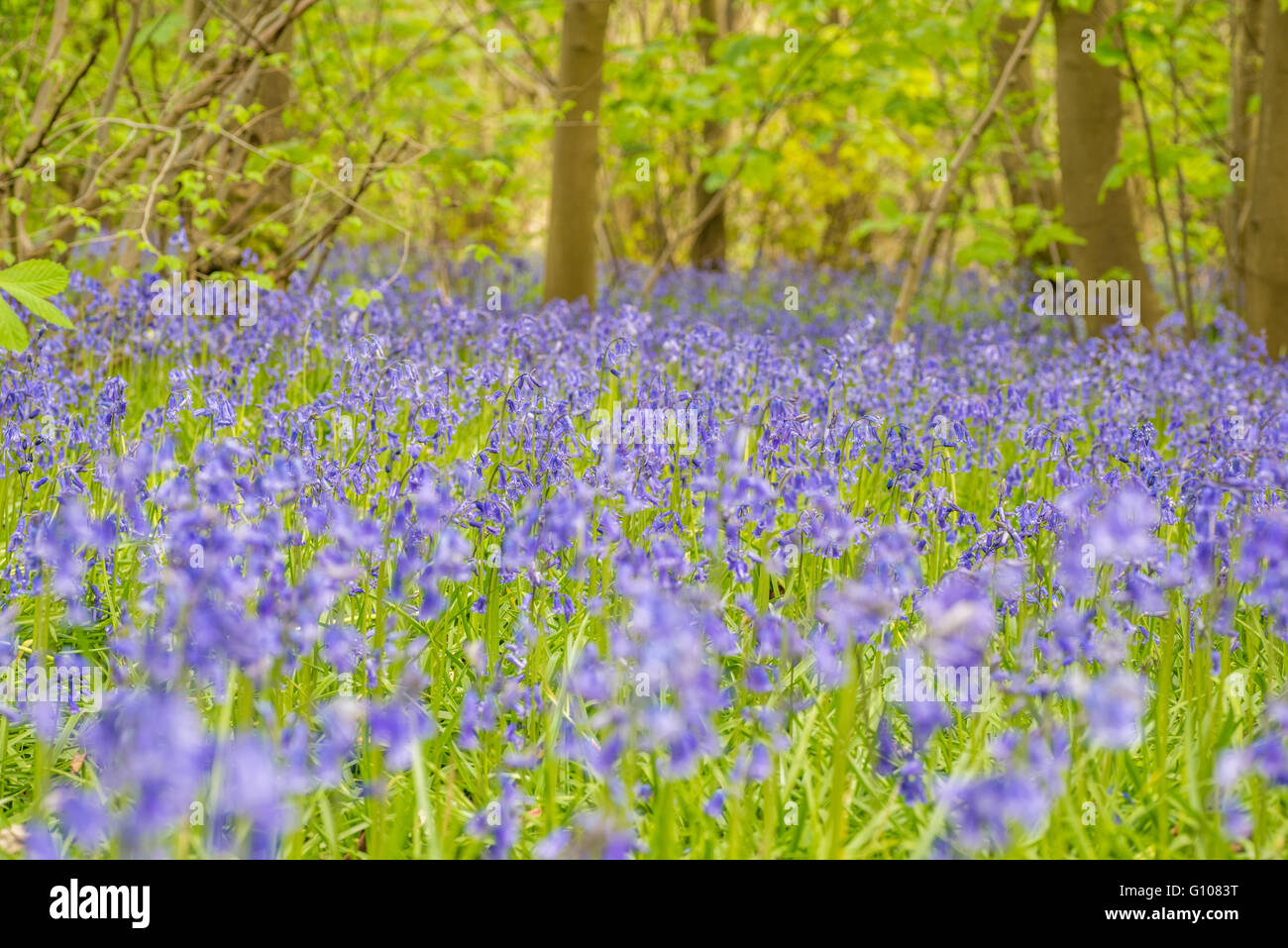 Bluebells in the spring sunshine Stock Photo - Alamy