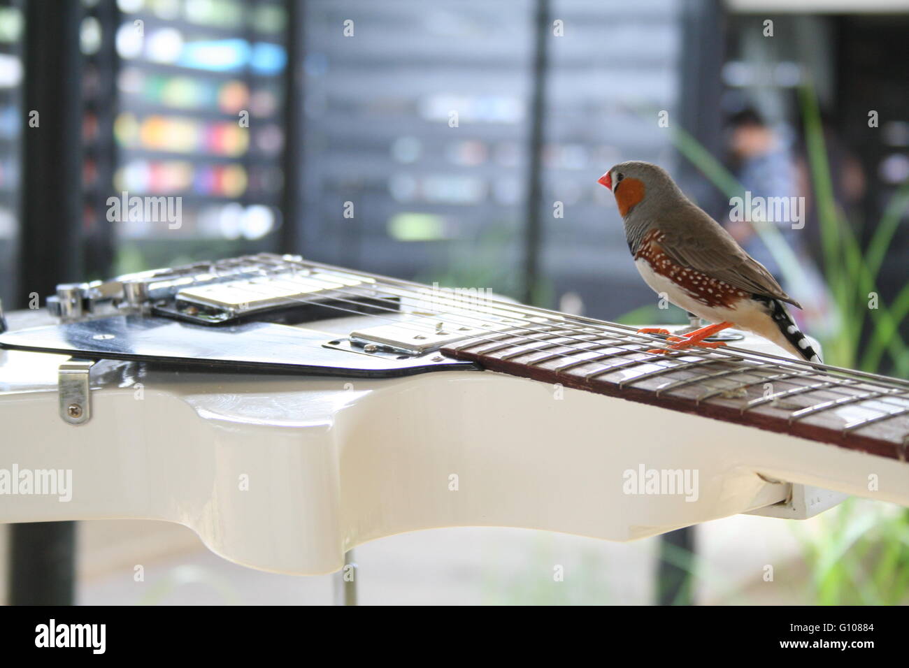 Bird on an electric guitar Stock Photo - Alamy