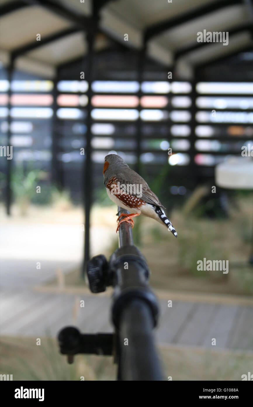 Bird on a mic stand, ready to preform Stock Photo - Alamy