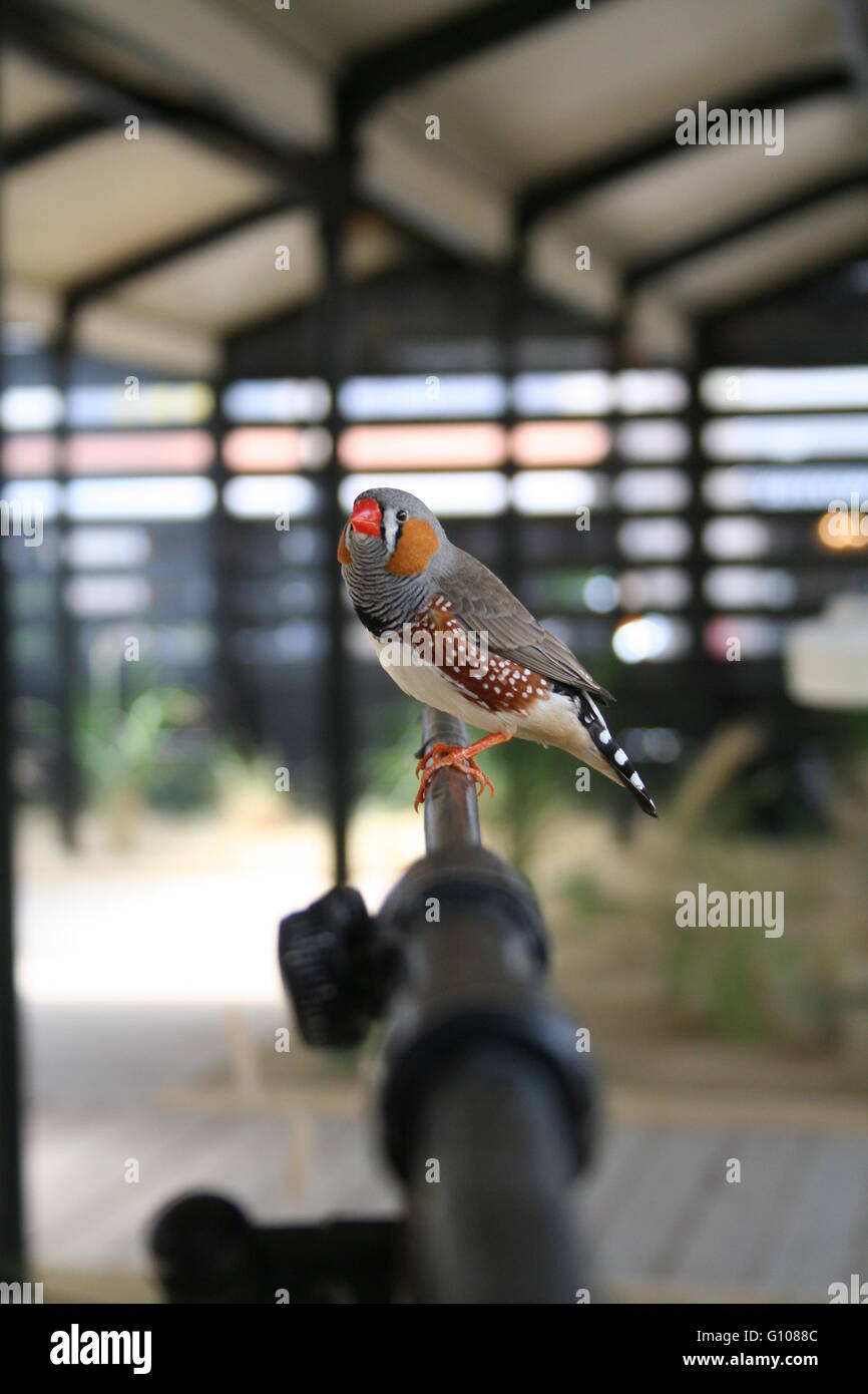 Mic stand hi-res stock photography and images - Alamy