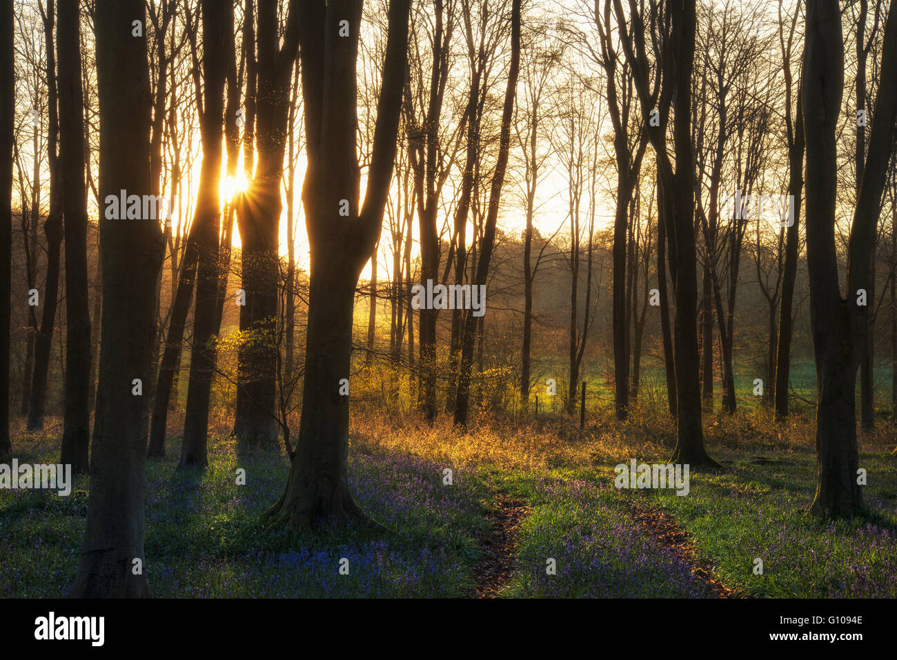 Beautiful landscape of bluebell forest in Spring in English countryside ...