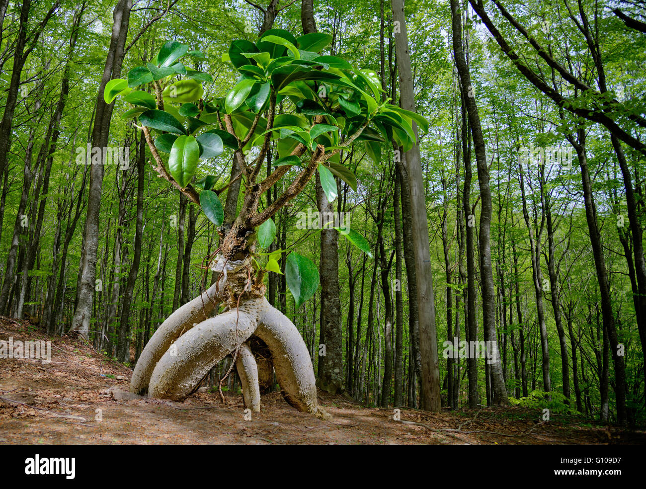 a view of asian bonsai in a forest Stock Photo - Alamy