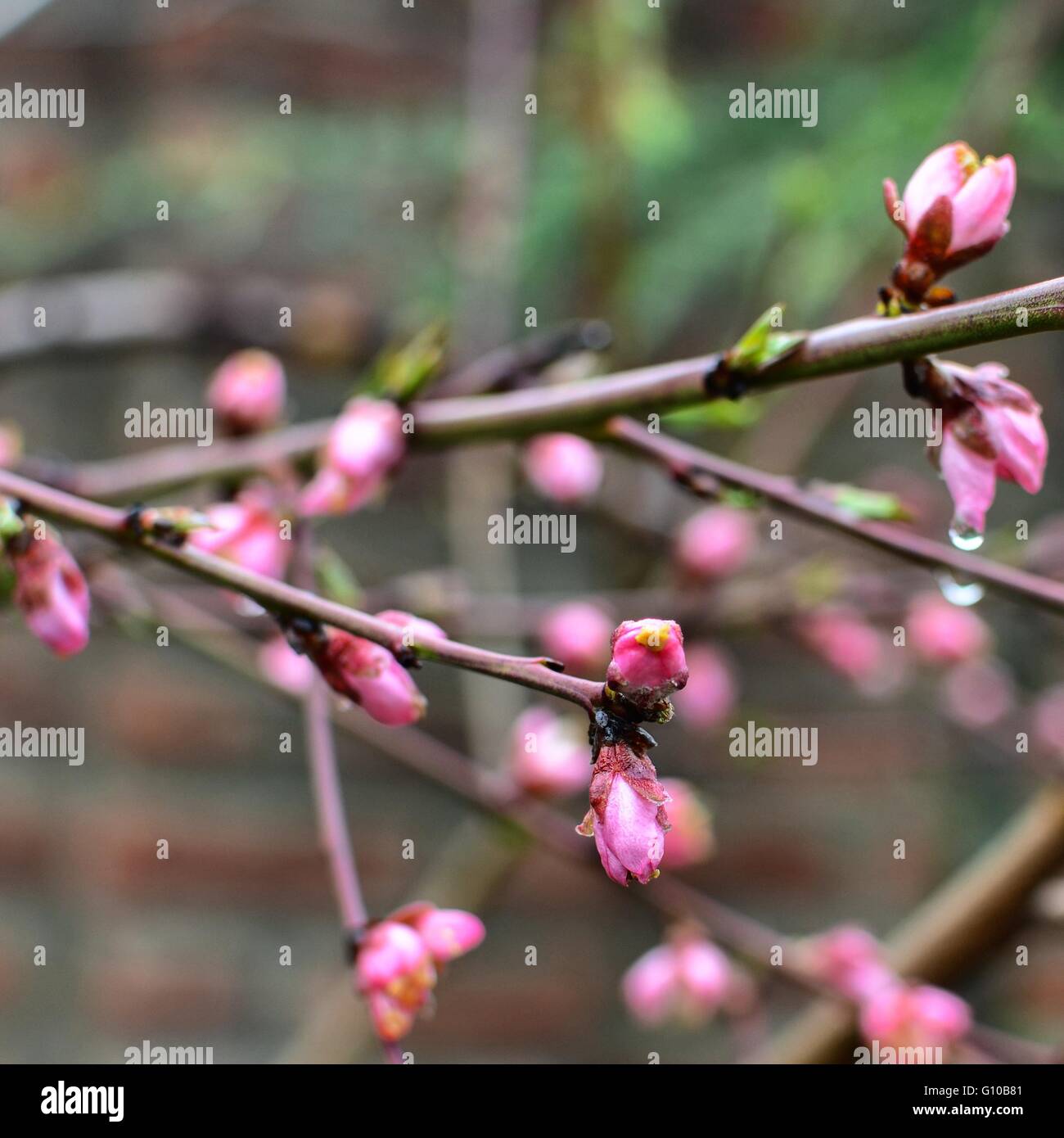Flowers of pakistan hi-res stock photography and images - Alamy