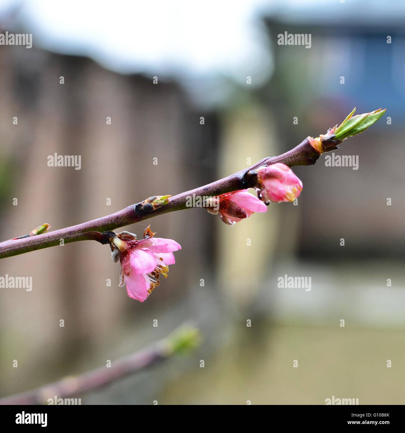 Manali india flower hi-res stock photography and images - Alamy