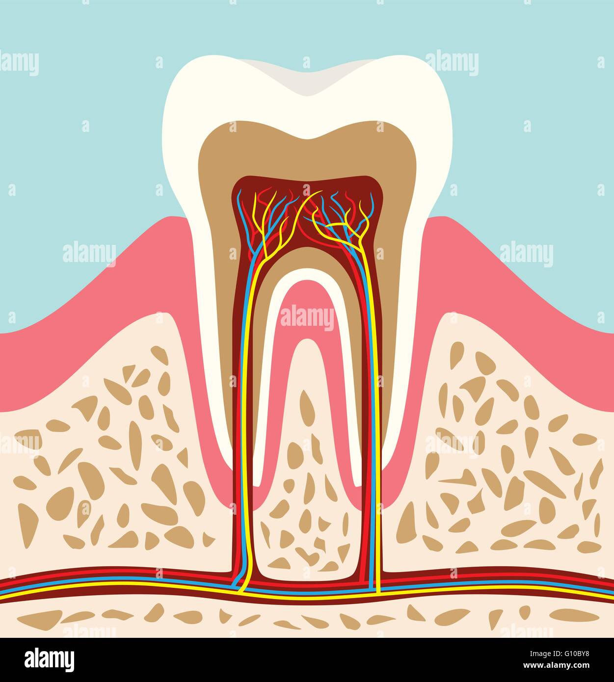 tooth teeth cell structure anatomy with flat style Stock Vector Image ...