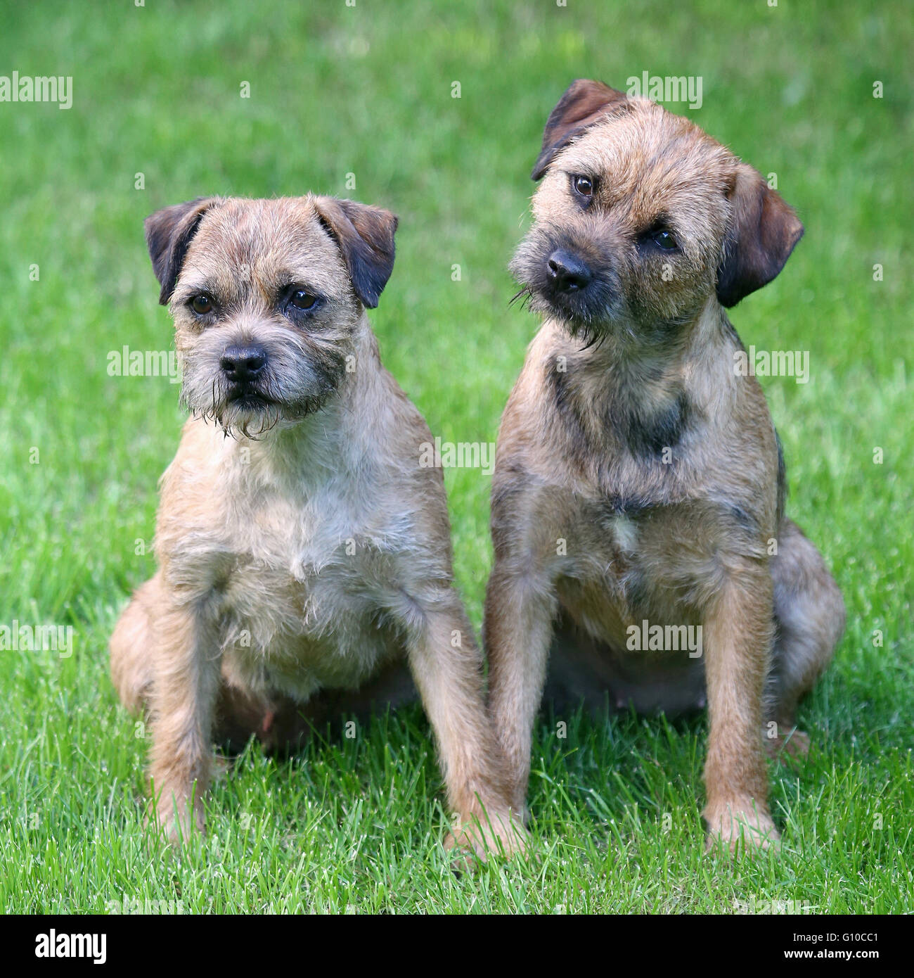Typical two Border Terriers in the spring garden Stock Photo - Alamy