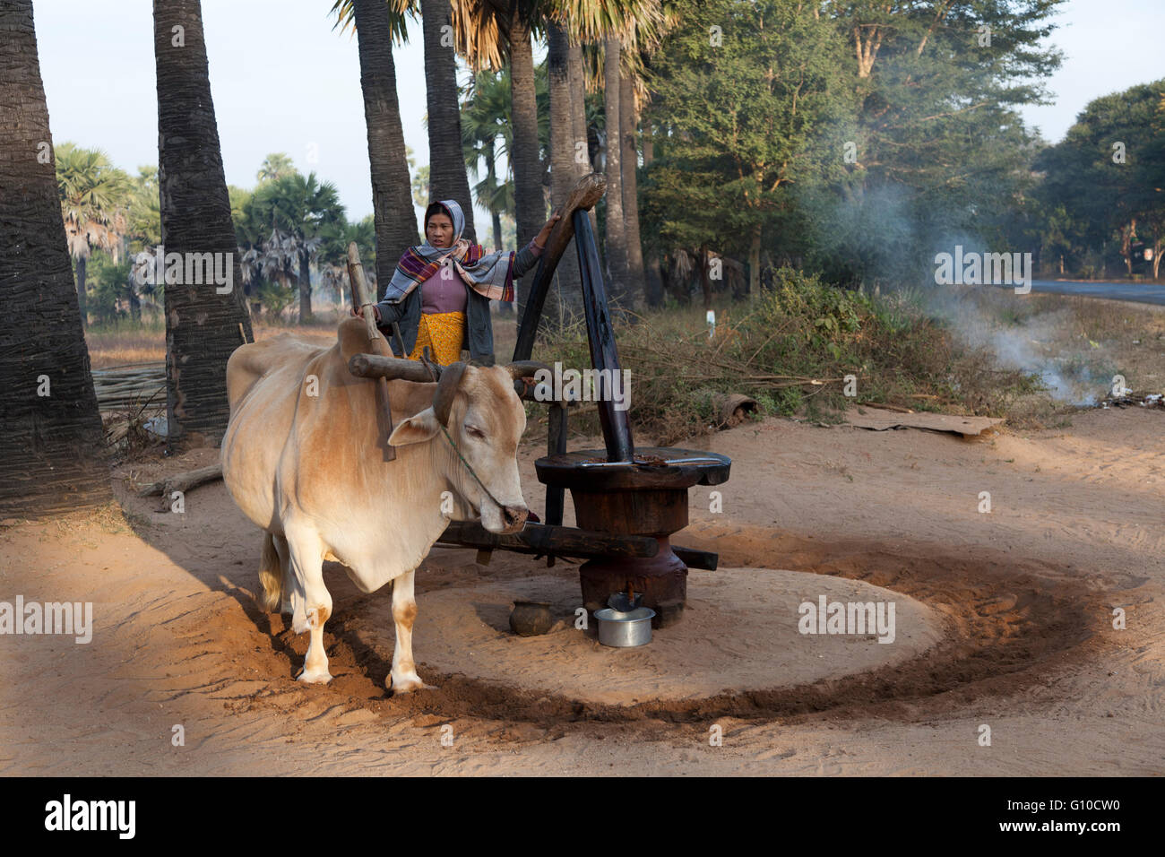 In the Myanmar, a basic groundnut mill towed by a zebu. This kind of ...