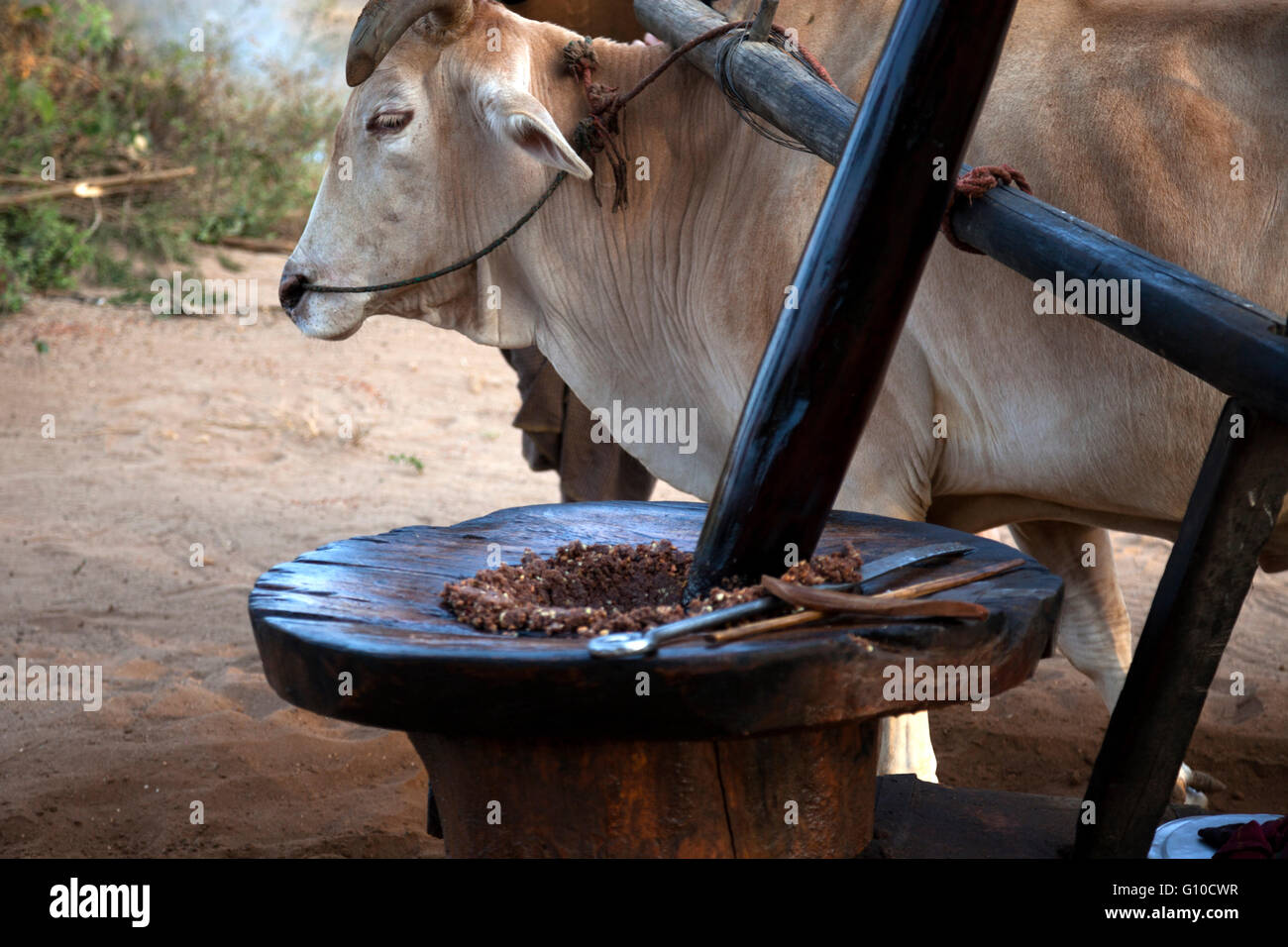 In the Myanmar, a basic groundnut mill towed by a zebu. This kind of ...