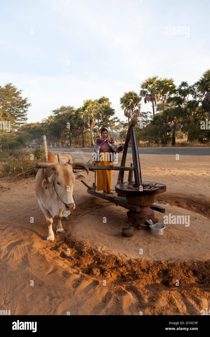 In Myanmar, a basic groundnut mill towed by a zebu. This kind of wooden ...