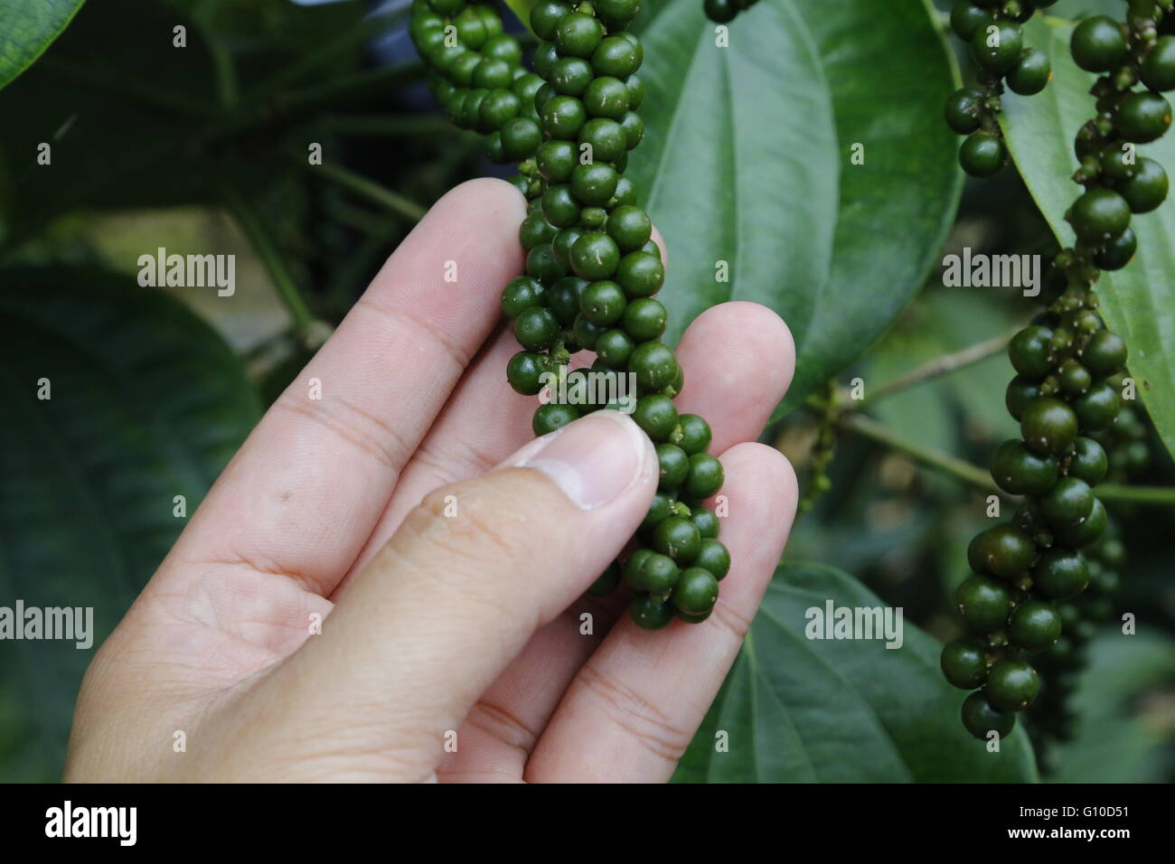 Peppercorn tree hi-res stock photography and images - Alamy