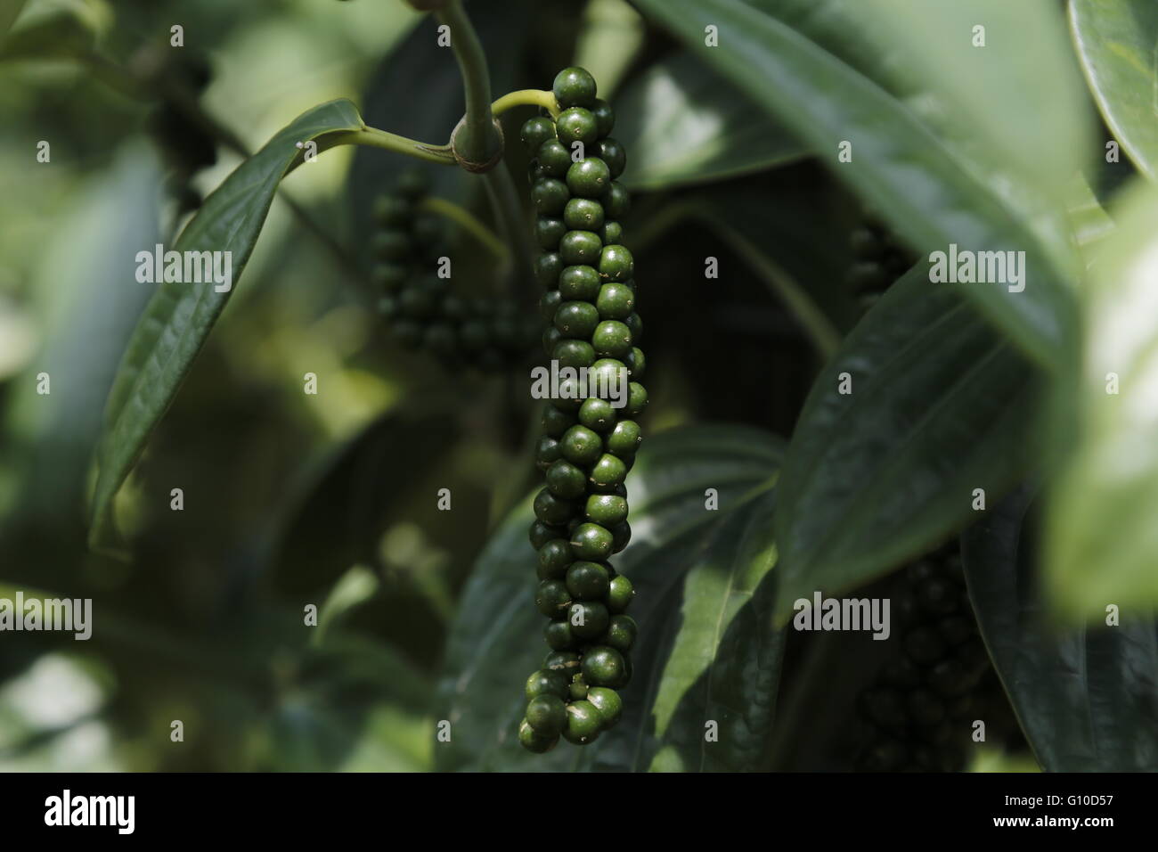 Pepper tree hi-res stock photography and images - Alamy