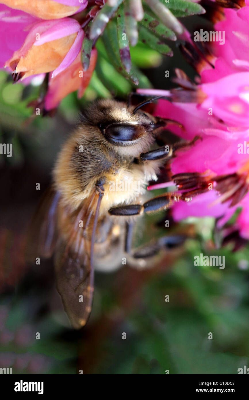 Spring uk flower hi-res stock photography and images - Alamy