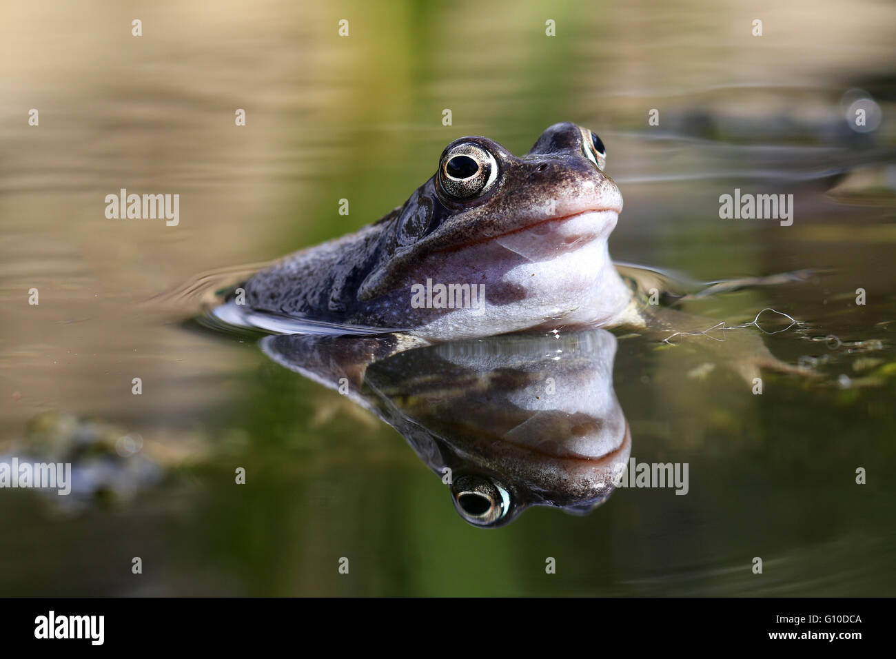 Frog reflection hi-res stock photography and images - Alamy