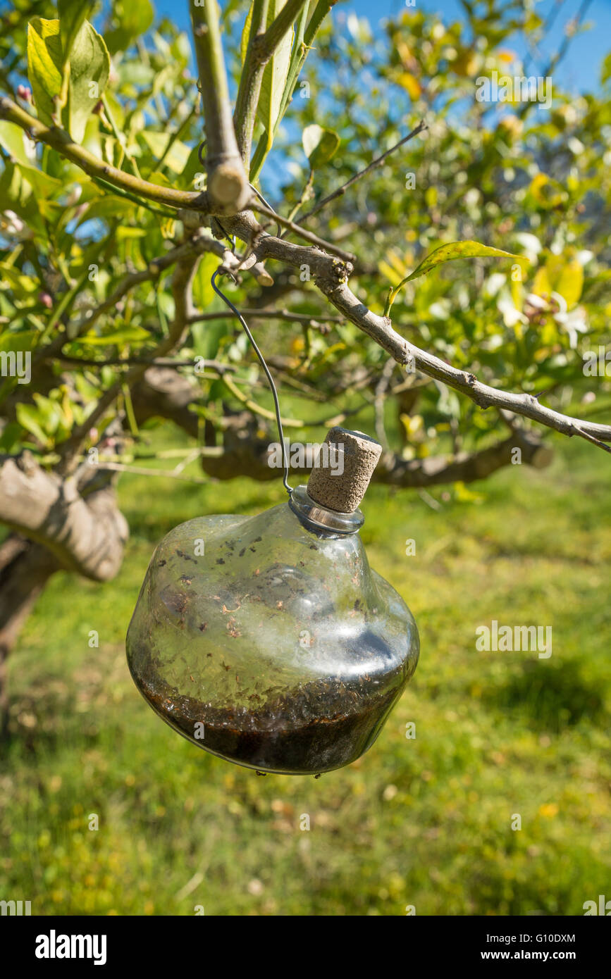 Traditional citrus tree fly trap that does not use any chemicals Stock ...