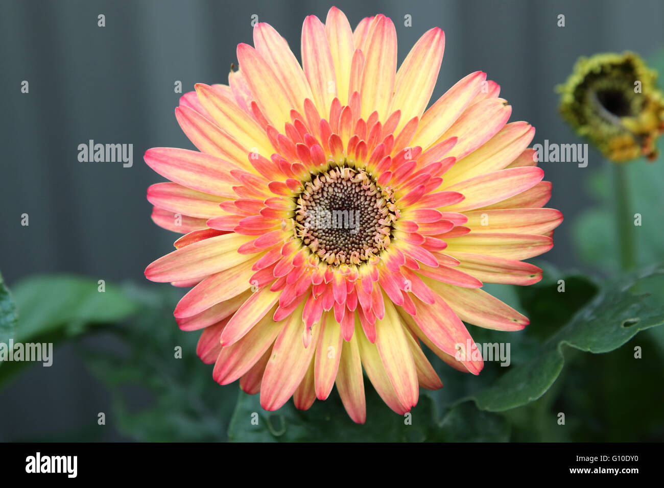 Potted gerbera hi-res stock photography and images - Alamy