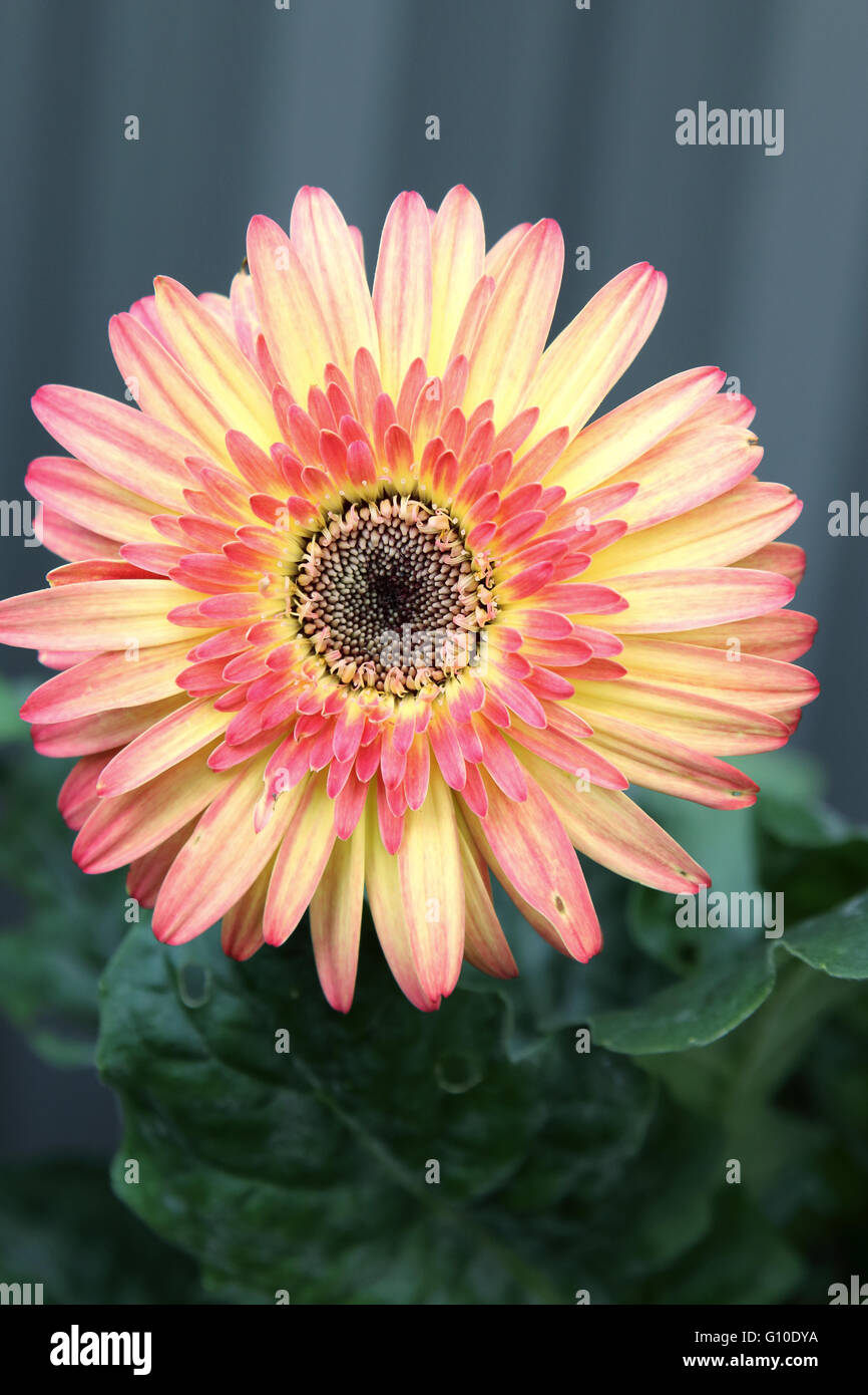 Potted gerbera hi-res stock photography and images - Alamy
