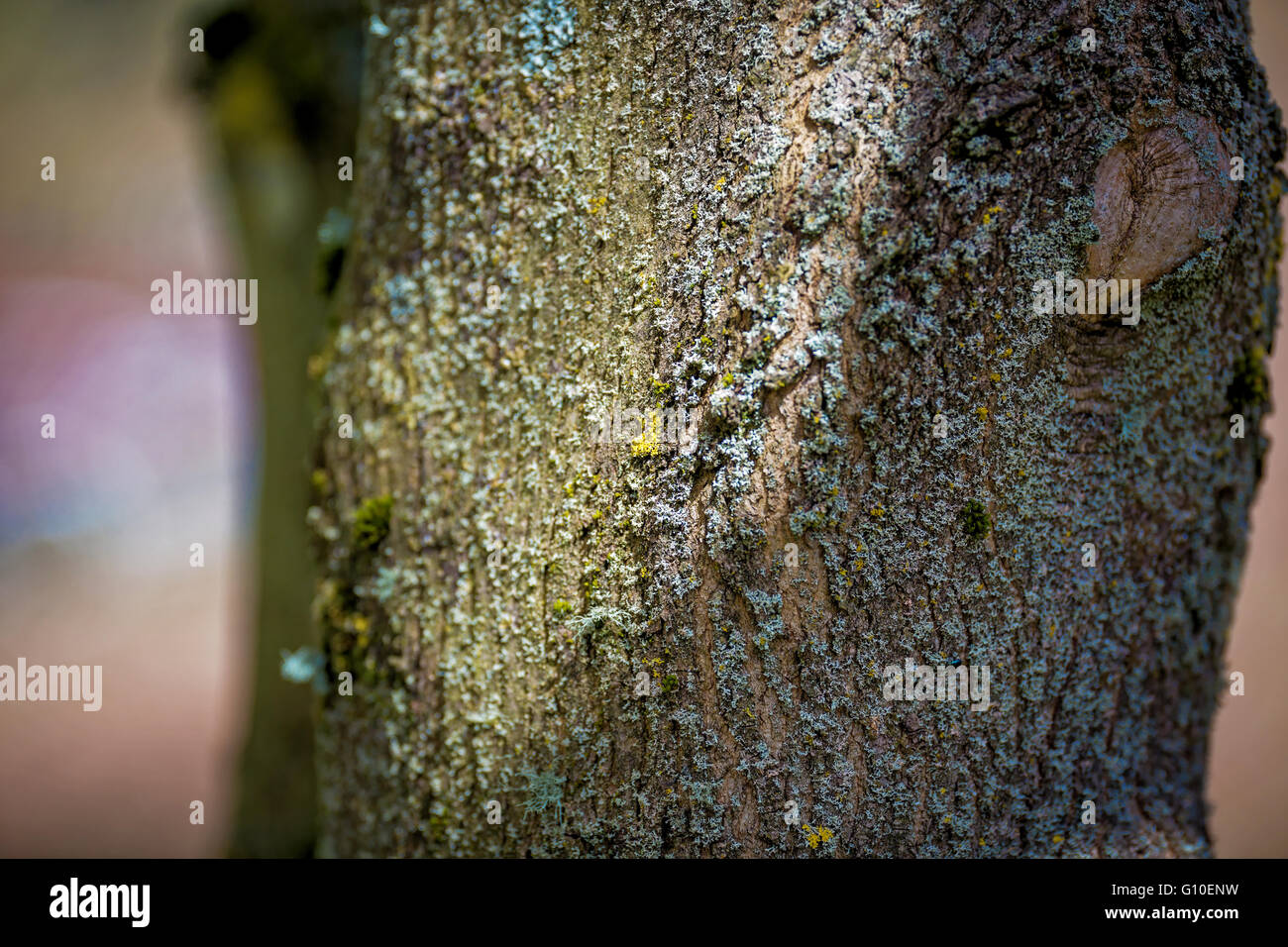 Mossy bark on a tree Stock Photo - Alamy