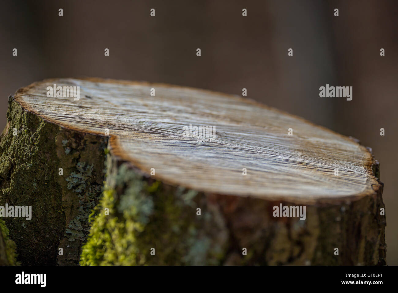Old mossy stump Stock Photo - Alamy