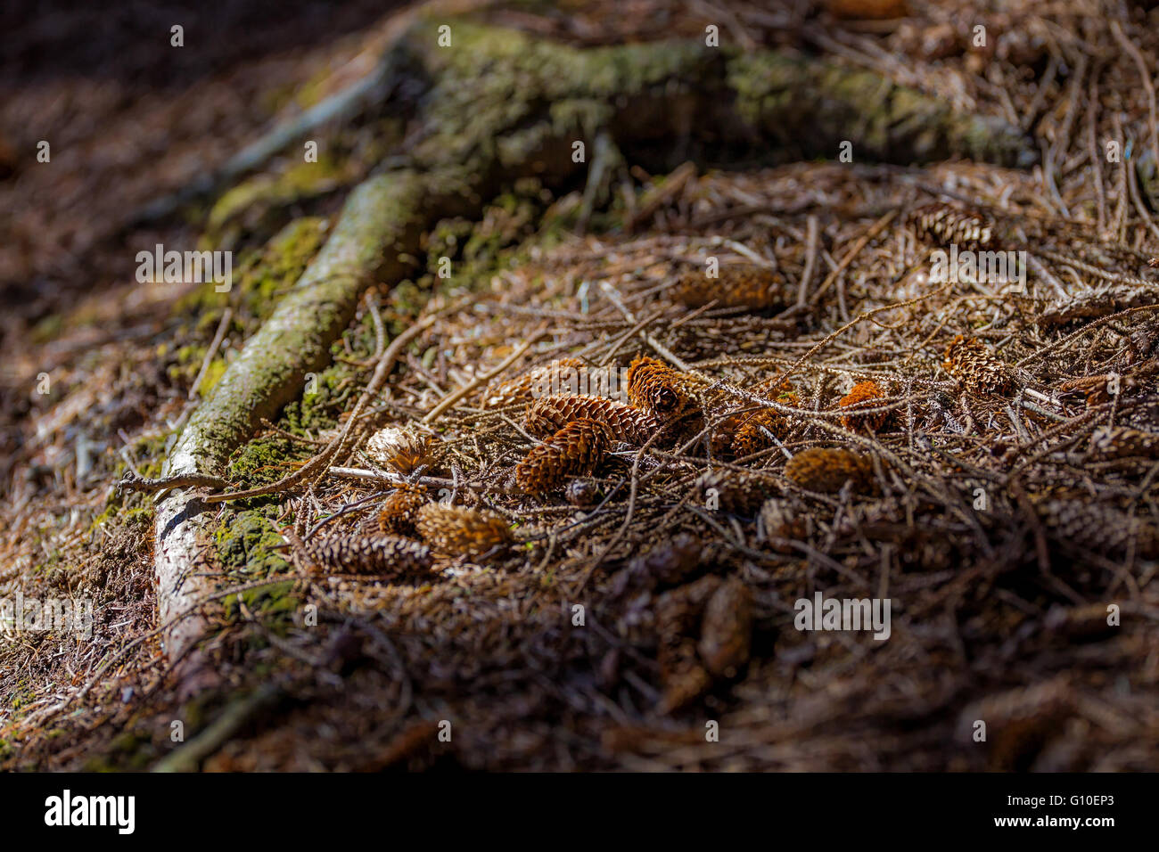 Cones lying on the ground in the forest Stock Photo - Alamy