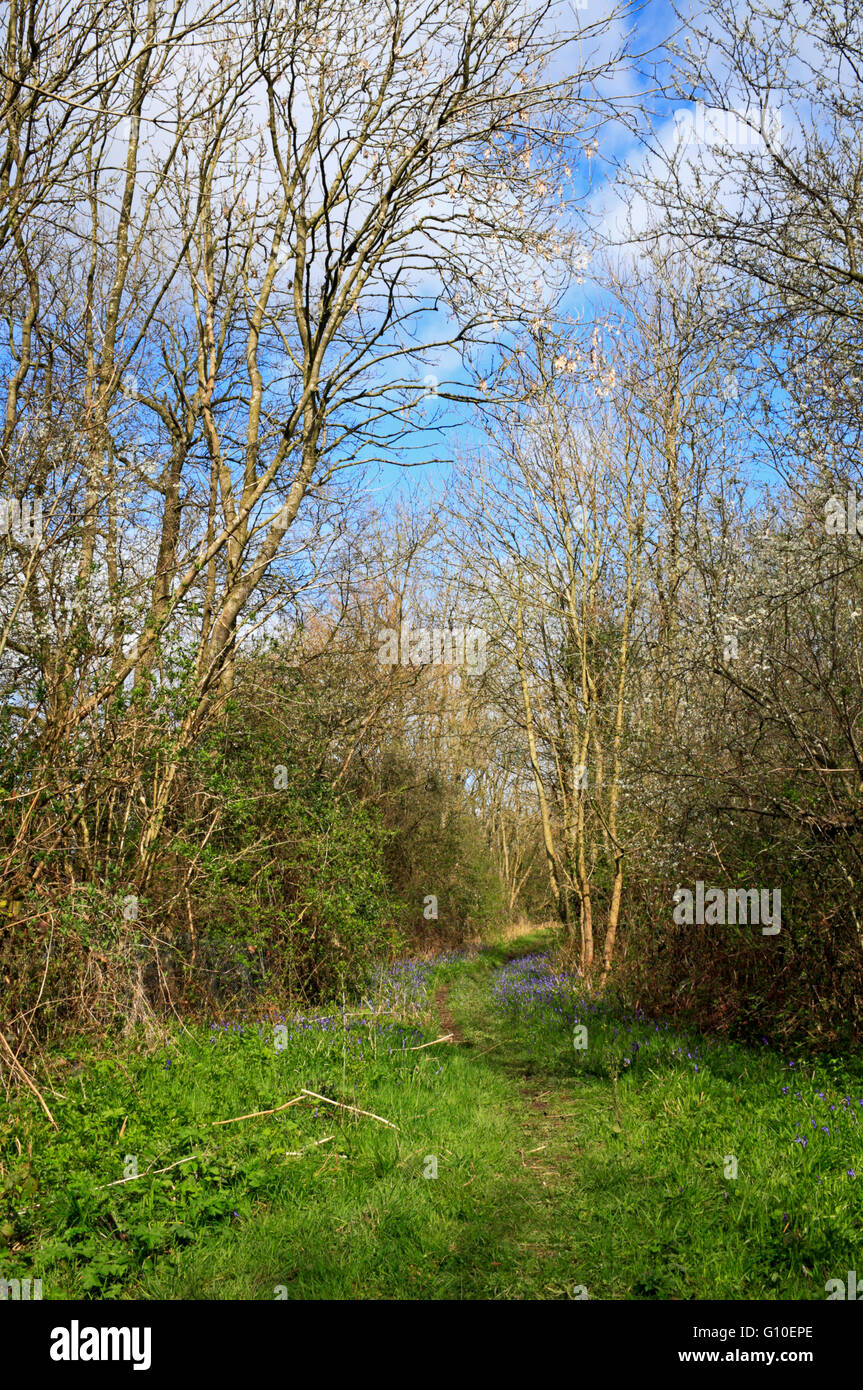 A footpath through ancient woodland in spring at Foxley Wood, Norfolk ...