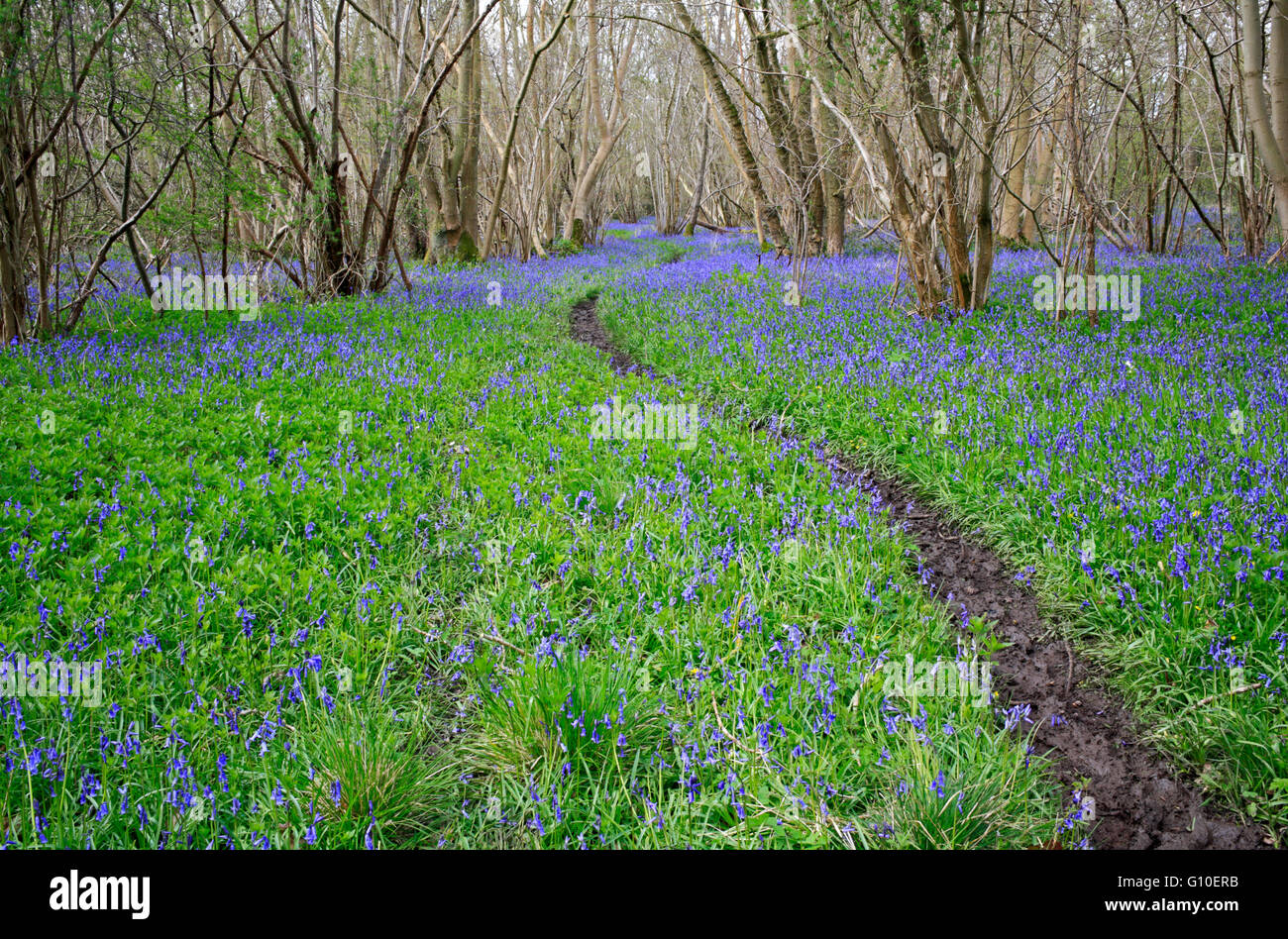 A path through Bluebells and ancient woodland at Foxley Wood, Norfolk ...