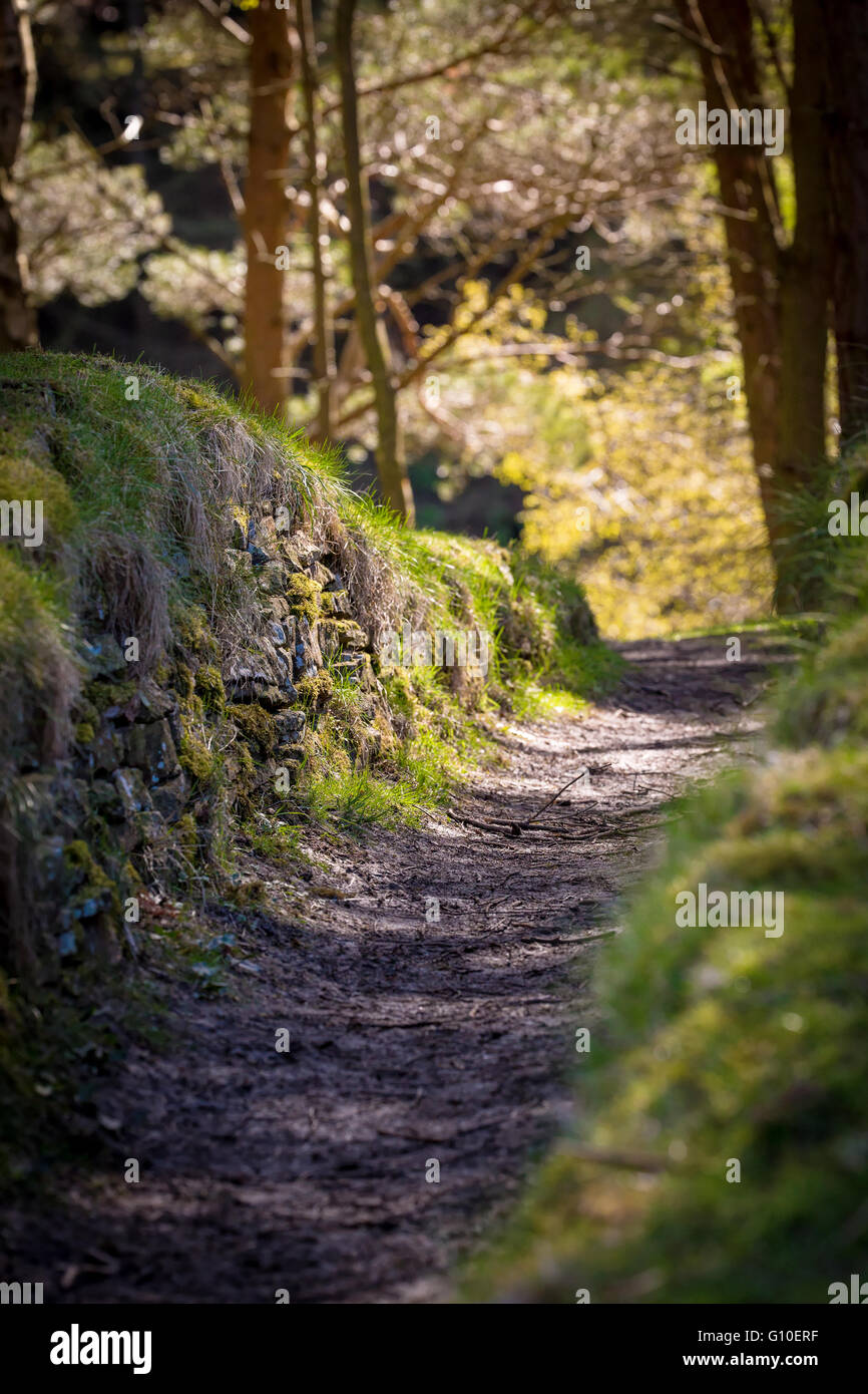 Path in the woods on a sunny day Stock Photo - Alamy
