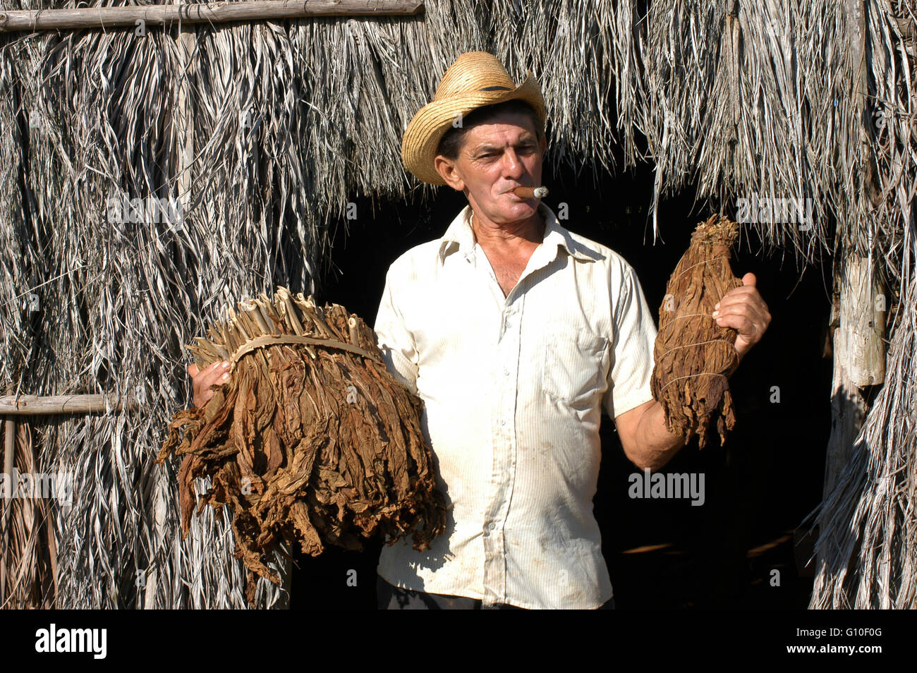 Pinar de Rio Cuba Cuban tobacco farming farm cigar cigars plantation ...