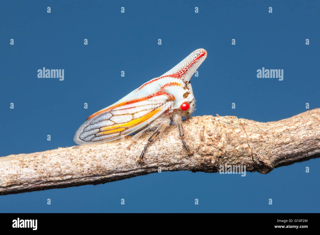 An Oak Treehopper (Platycotis vittata) perches on a twig Stock Photo ...
