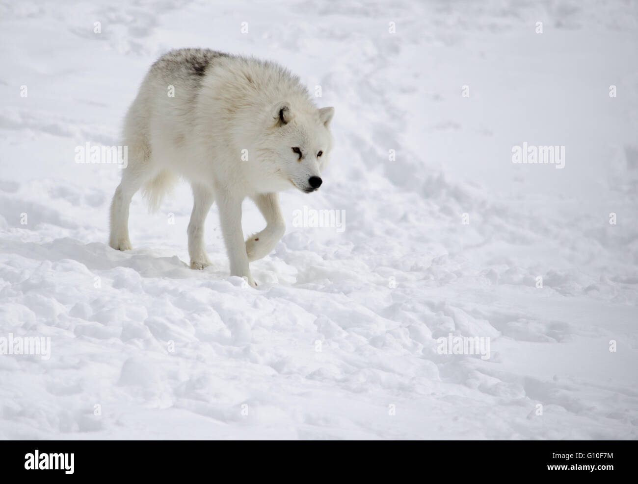 Arctic wolf walking on snow in winter Stock Photo - Alamy