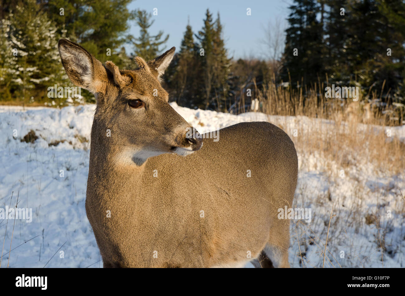 Deer standing in the snow on a cold winter day Stock Photo - Alamy