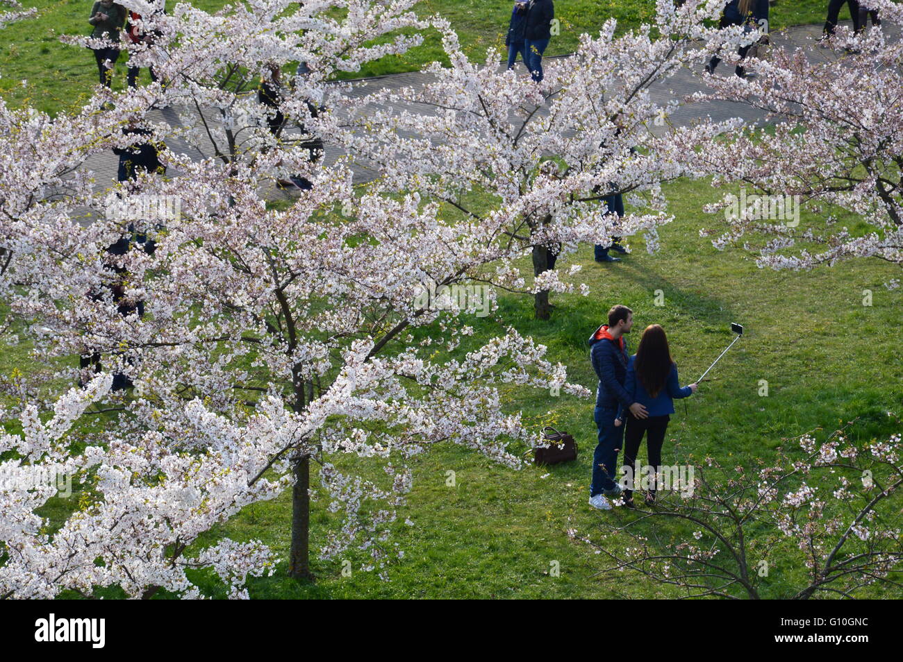 Taking photos at cherry garden at spring Stock Photo - Alamy
